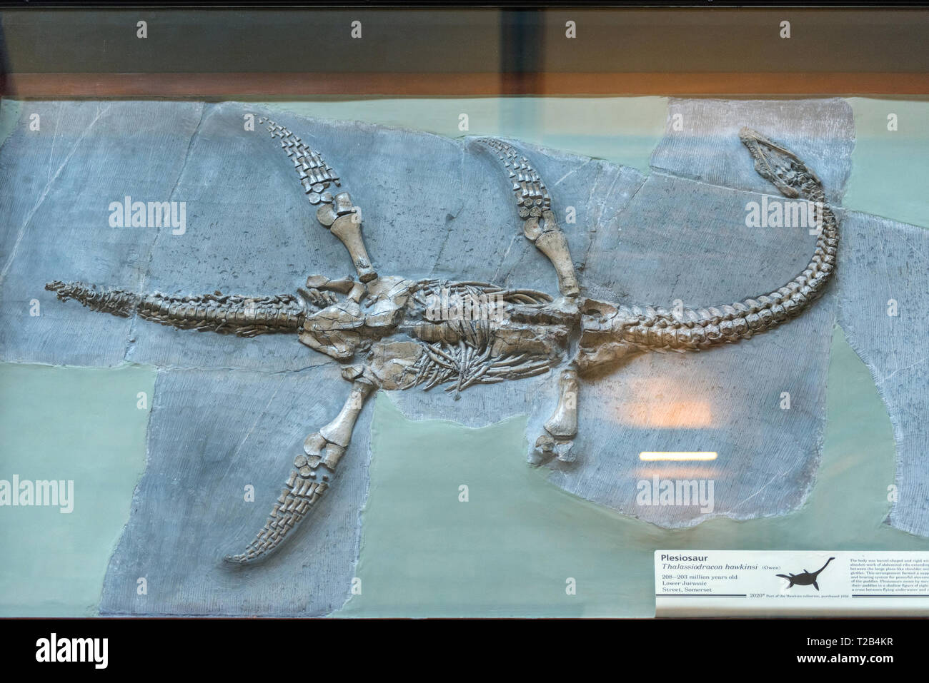LONDON, UK - MARCH 22, 2019: The extinct large marine reptile called ...