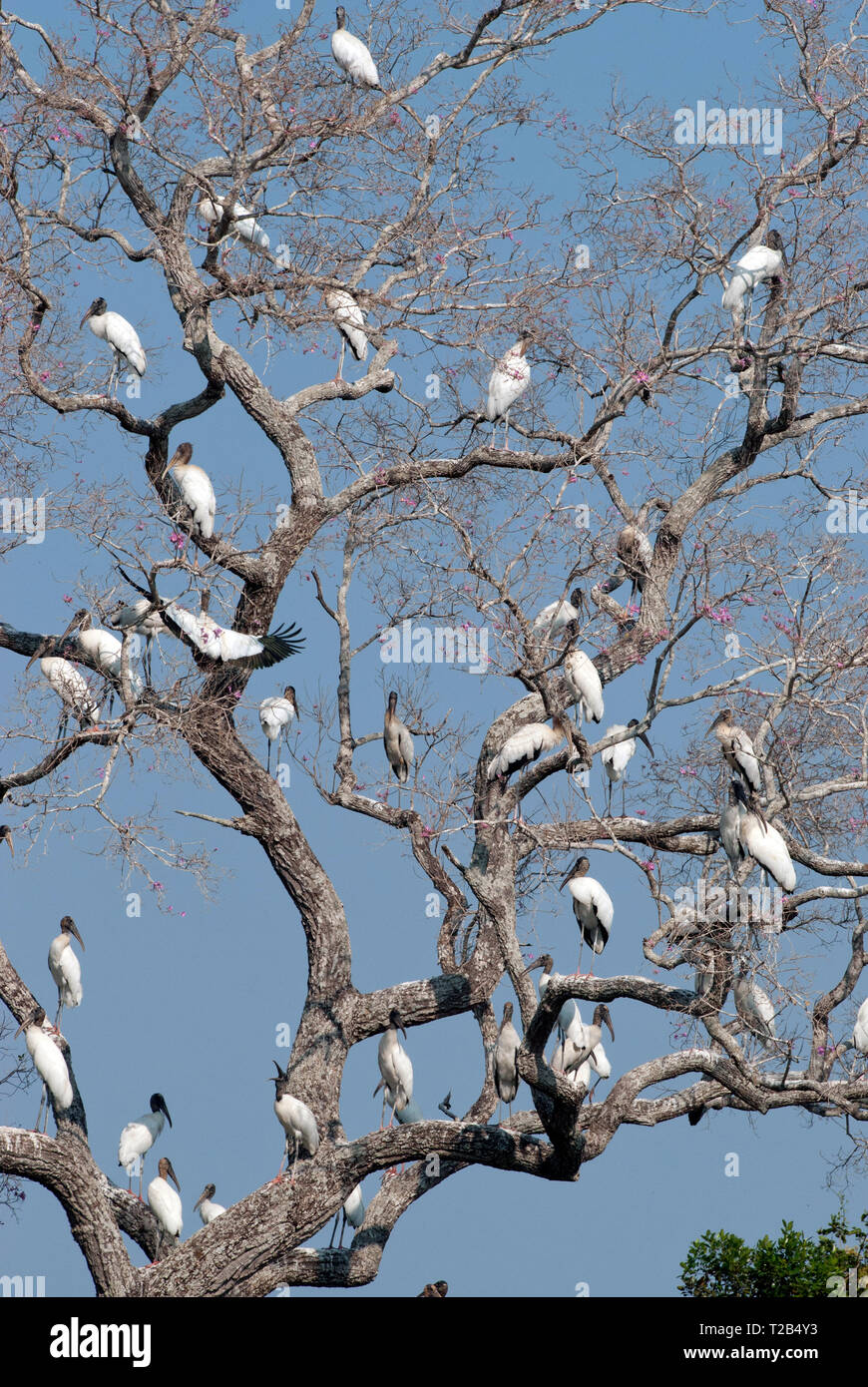 Wood storks (Mycteria americana) in roost tree in the Pantanal Brazil ...