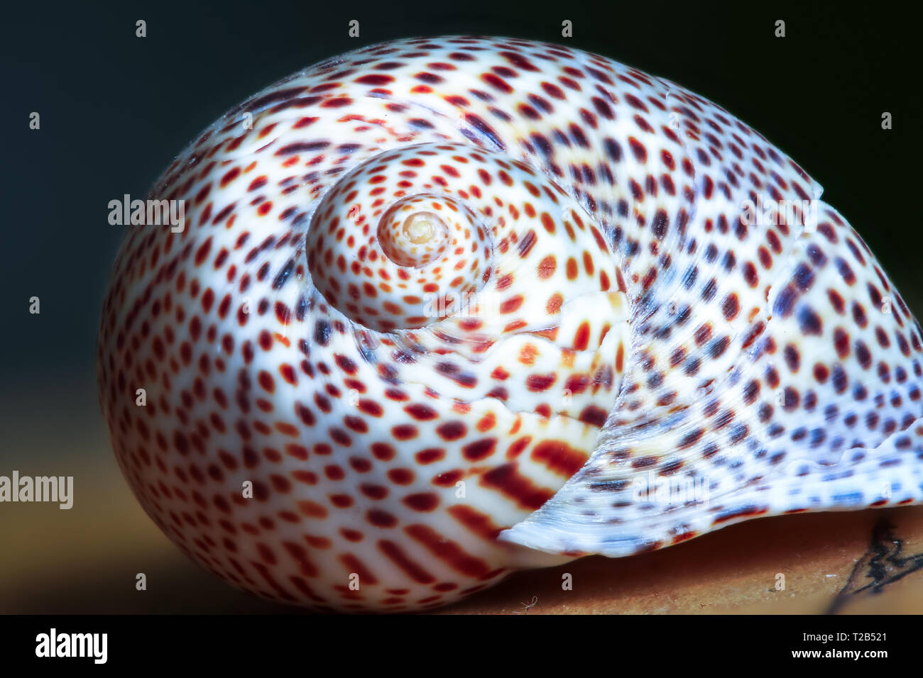 Closeup of a spotted and whorled sea shell Stock Photo - Alamy