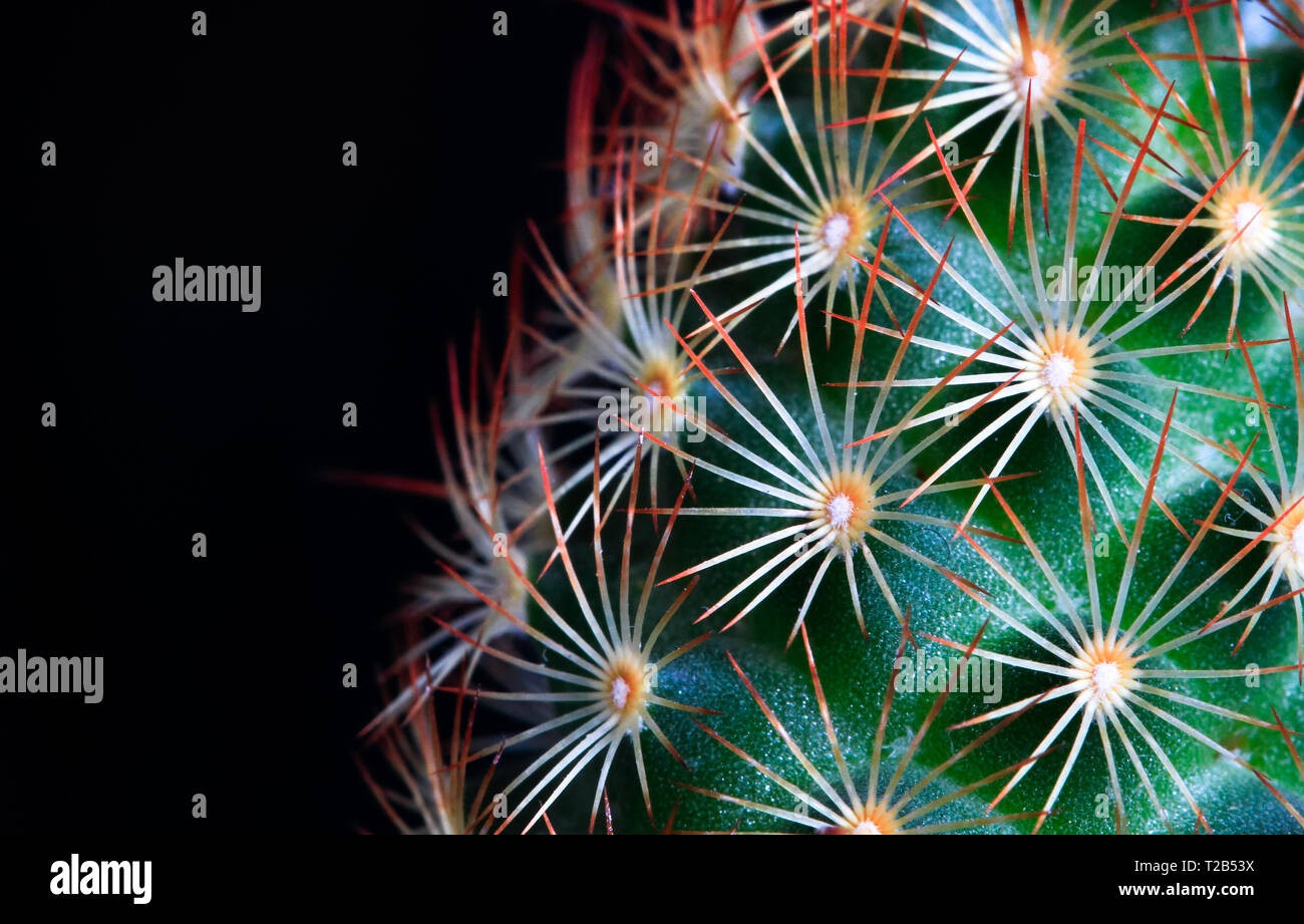 A small green cactus with bright orange spines is photographed up close ...