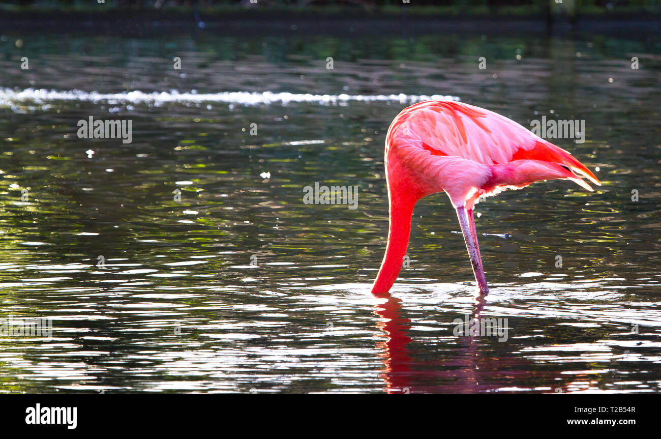 A Caribbean flamingo (also called American flamingo, Phoenicopterus ...