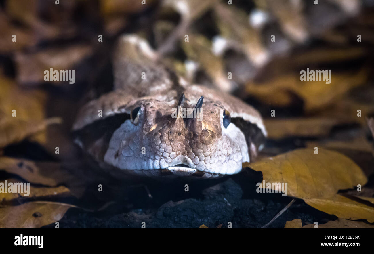 Gaboon Viper Fangs