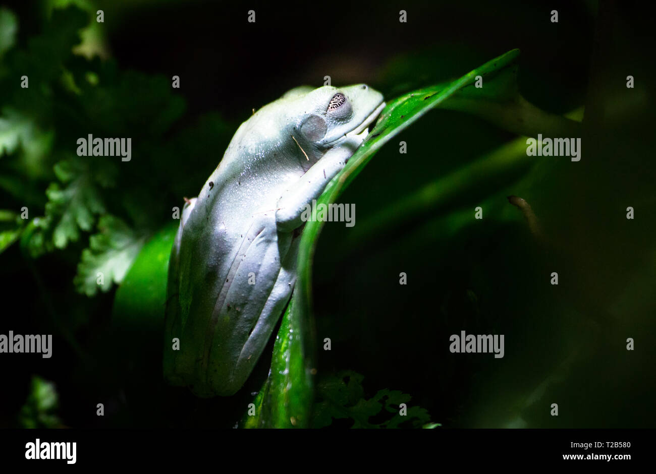 A Morelet's tree frog (Agalychnis moreletii) sleeps on a leaf in the ...