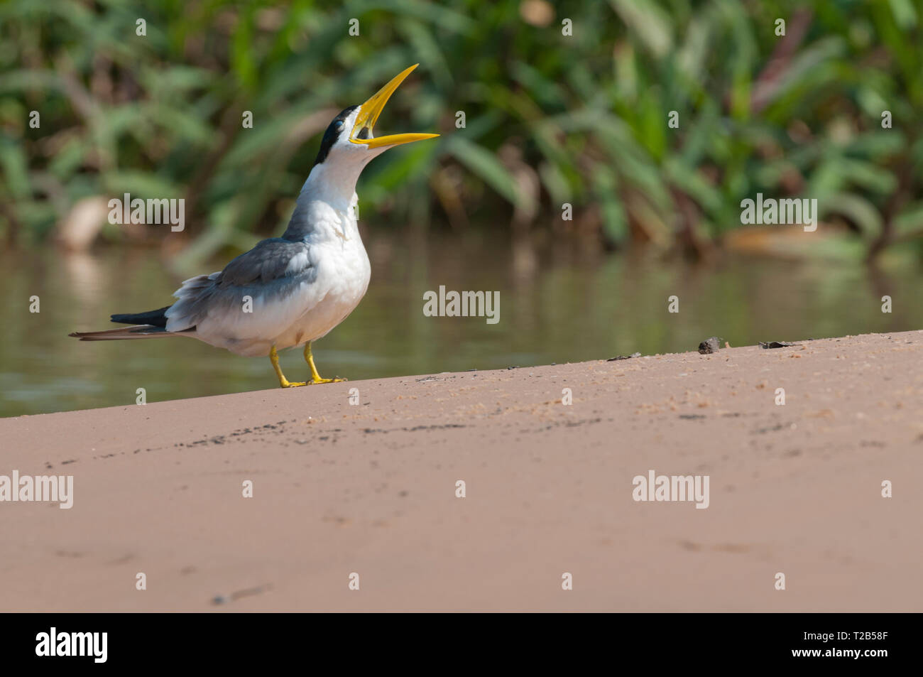 Large-billed tern (Phaetusa simplex) calling in the Pantanal Brazil ...