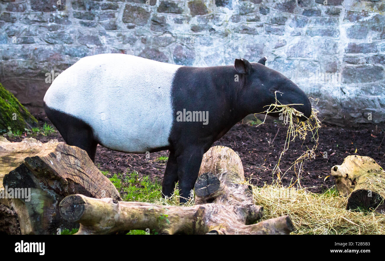 A Malayan tapir (Acrocodia indica) eating grass Stock Photo - Alamy