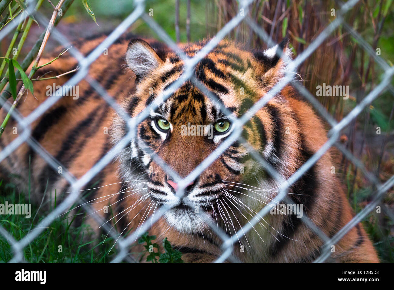 A Sumatran tiger (Panthera tigris sumatrae) looking towards the camera ...