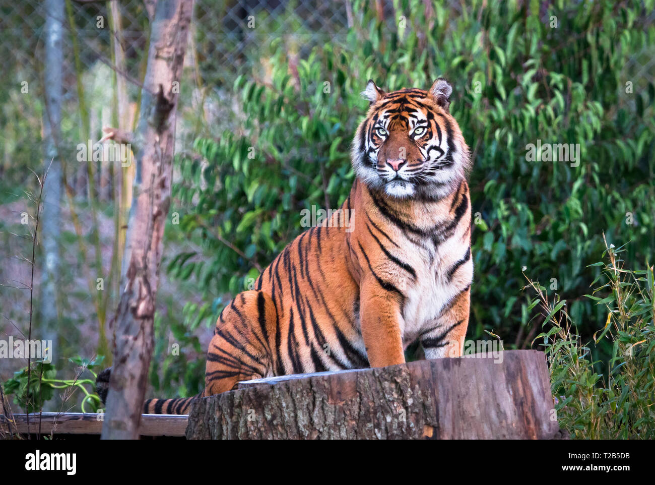 A Sumatran tiger (Panthera tigris sumatrae) sitting on a tree stump ...