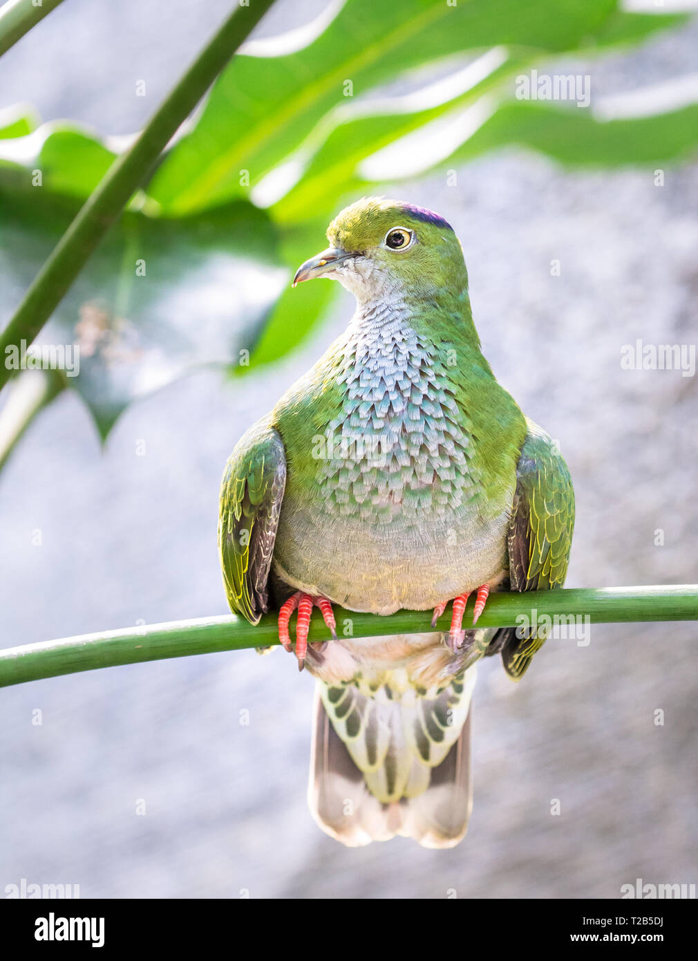 A female superb fruit dove (Ptilinopus superbus) perches on a tree ...