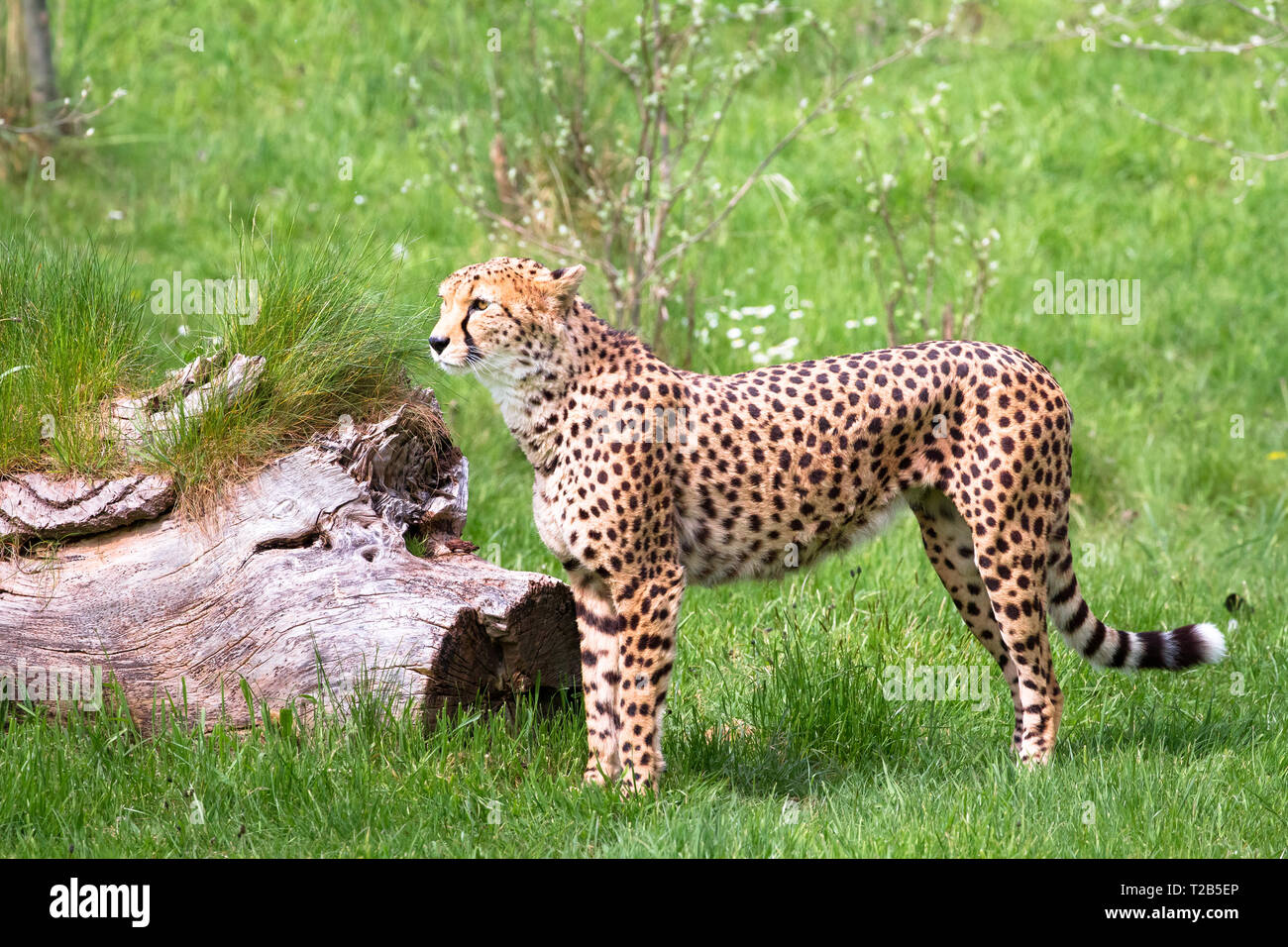 A North African cheetah (also called a northeast African cheetah ...