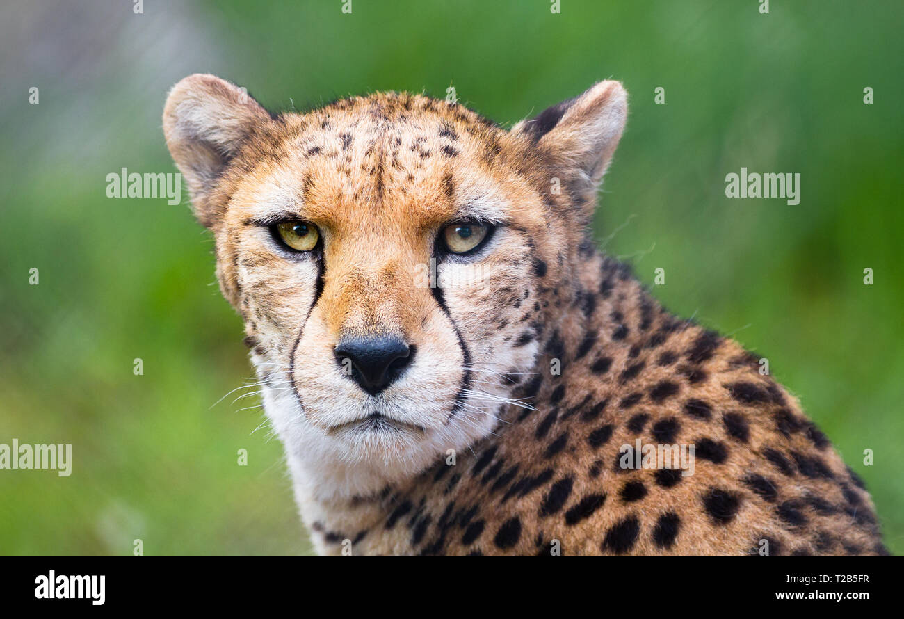 African Cheetah Face