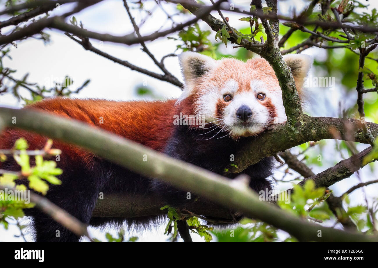 An adult red panda (Ailurus fulgens) rests in a tree on a sunny day ...