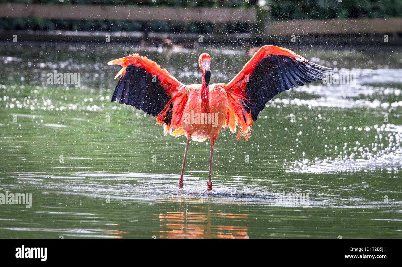 A Caribbean flamingo (also called American flamingo, Phoenicopterus ...
