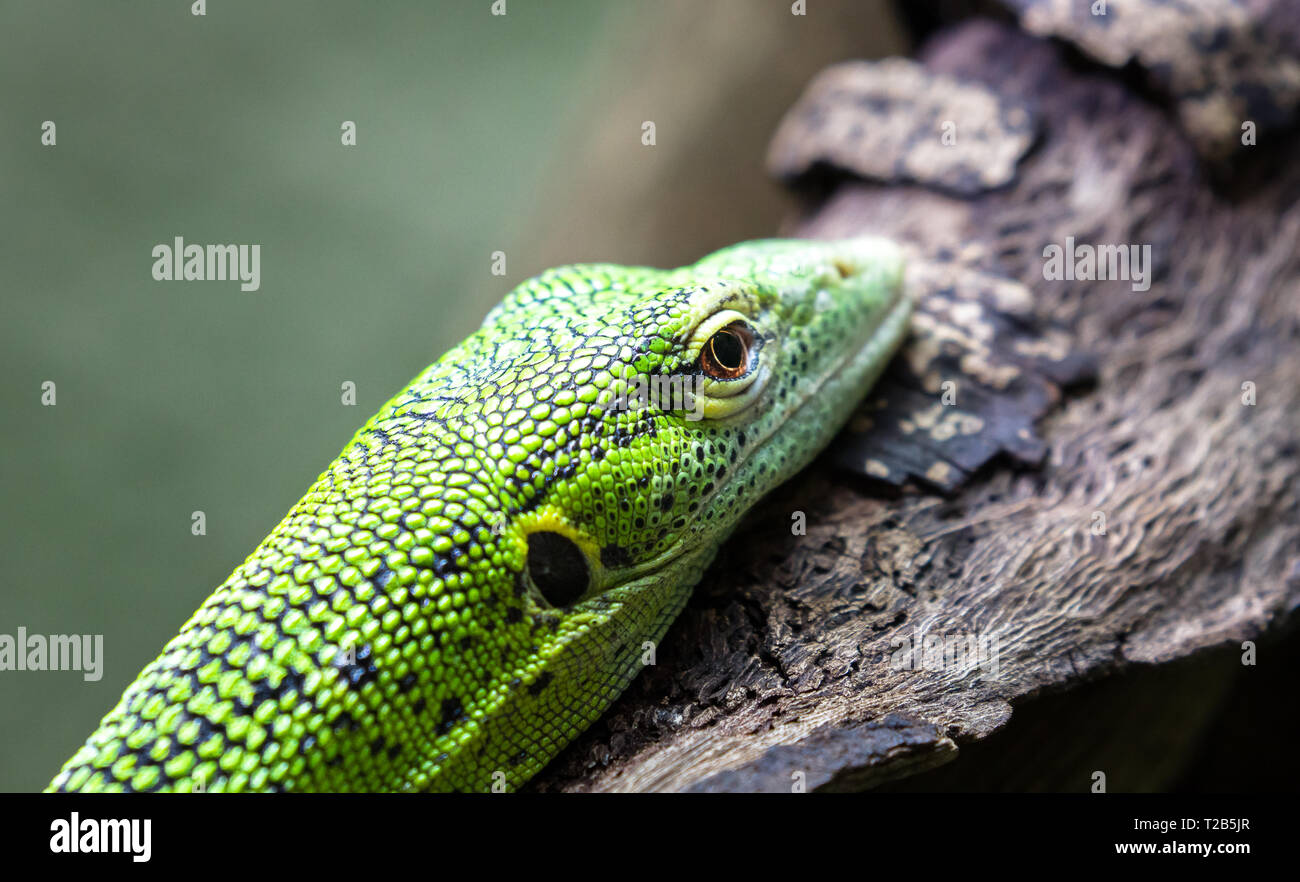 Adult Green Tree Monitor