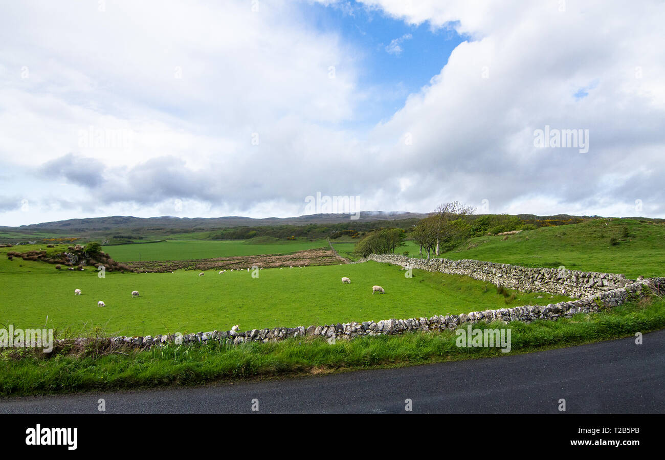 Stone walls surround grazing pastures for sheep on the island of Islay ...