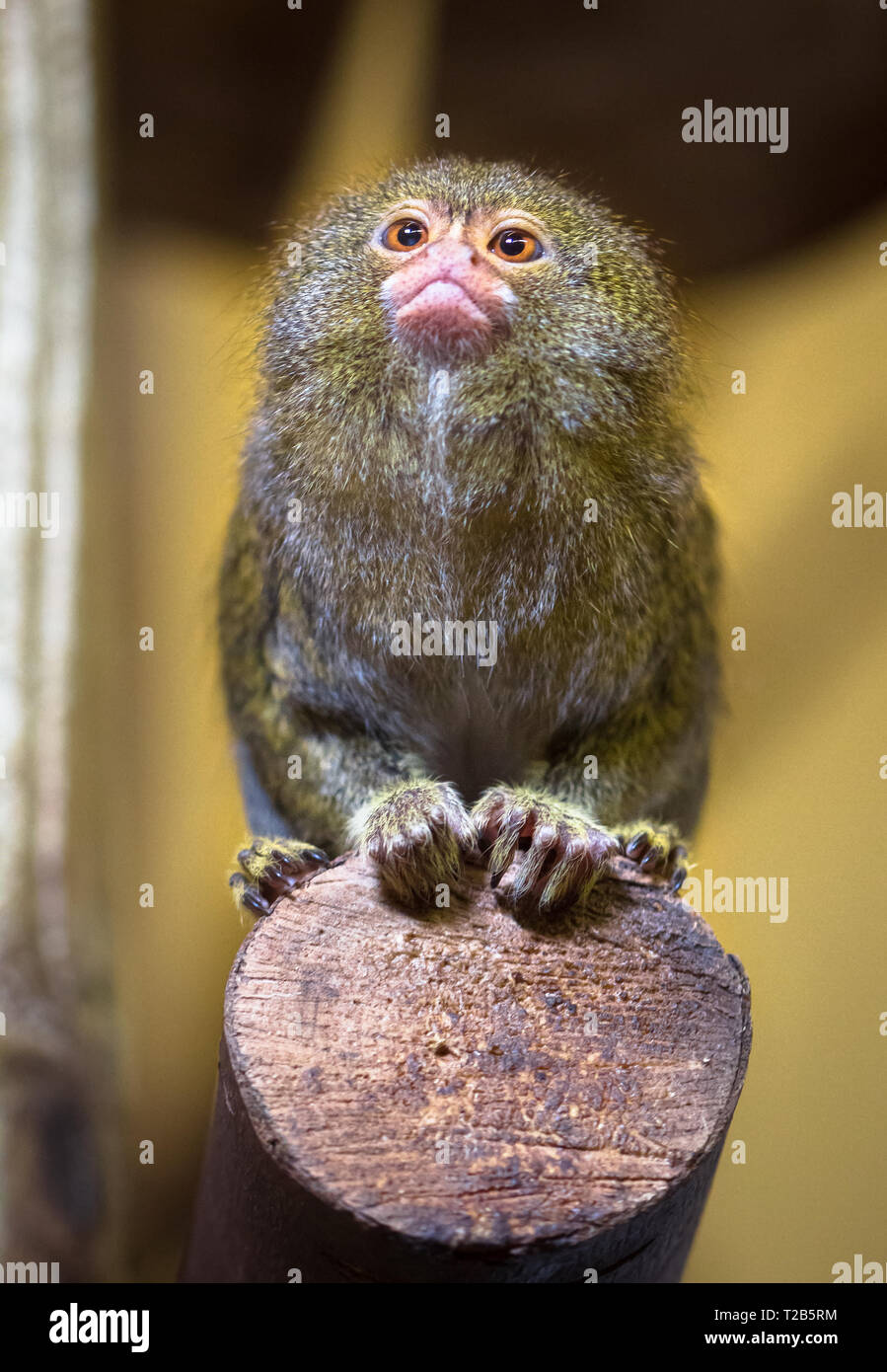 Monkey sitting on wooden perch hi-res stock photography and images - Alamy