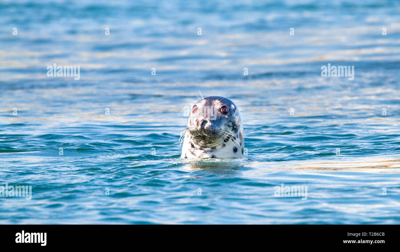 Poking head out of water hi-res stock photography and images - Alamy