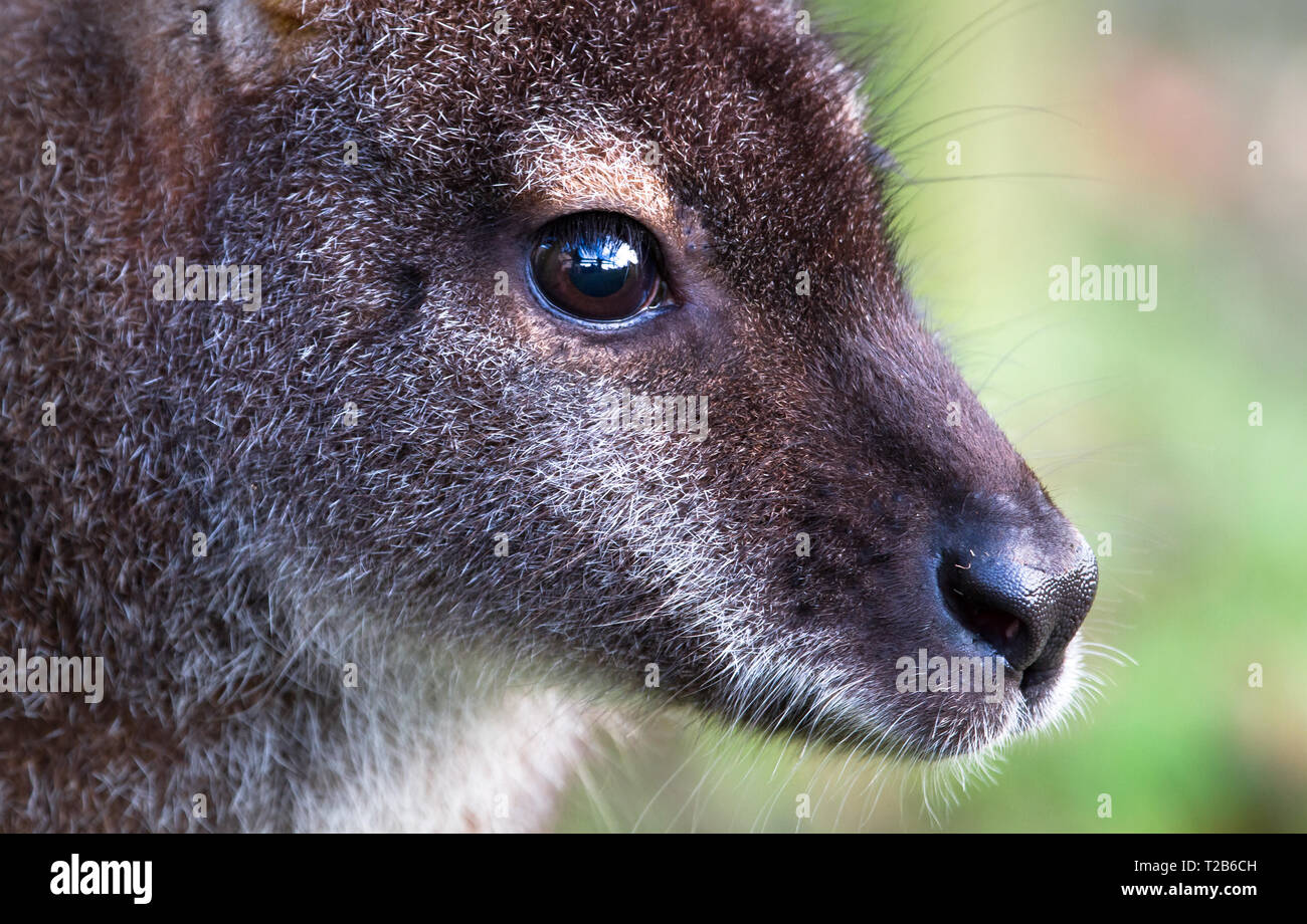 Pretty face wallaby hi-res stock photography and images - Alamy