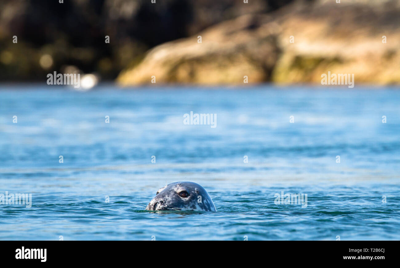 Poking head out of water hi-res stock photography and images - Alamy