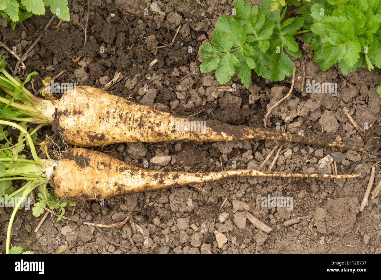 Parsnip gladiator hi-res stock photography and images - Alamy