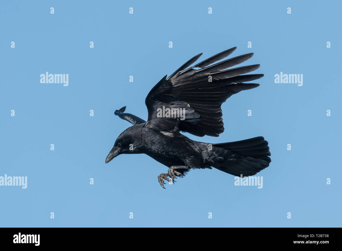 Flying raven on landing in front of blue cloudless sky Stock Photo - Alamy
