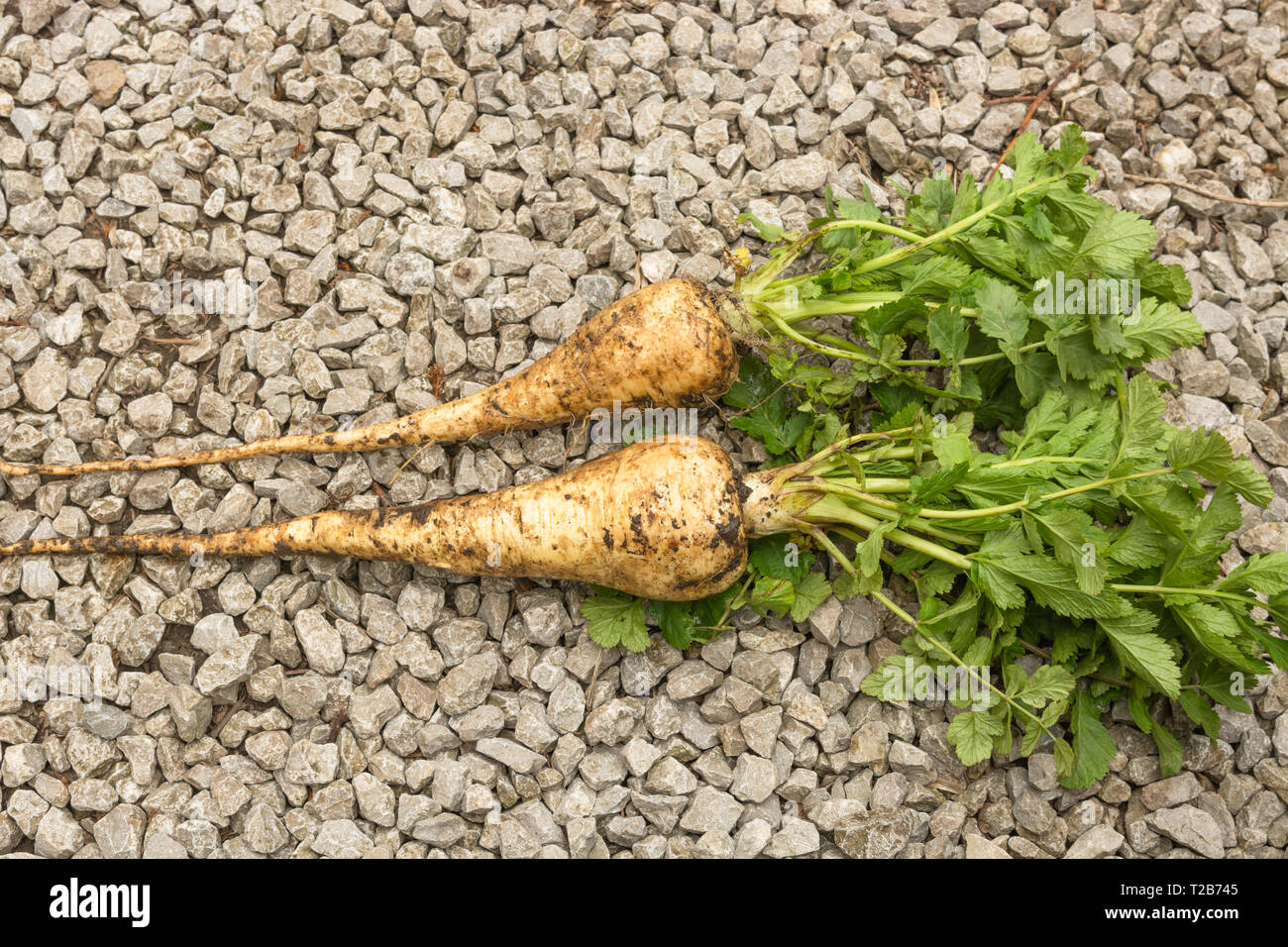 Parsnip gladiator hi-res stock photography and images - Alamy