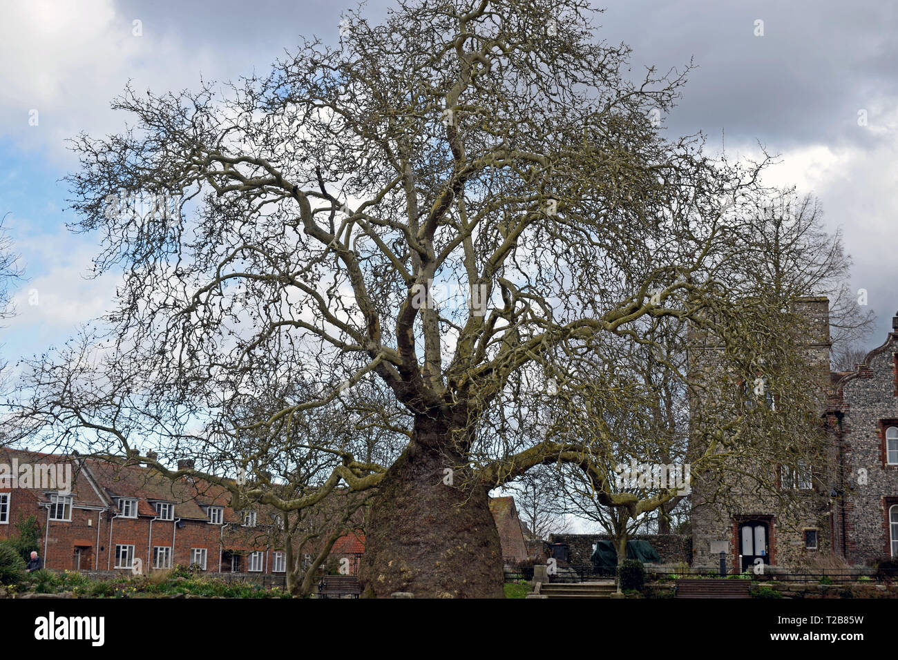 Large old tree in a garden with large house behind Stock Photo - Alamy