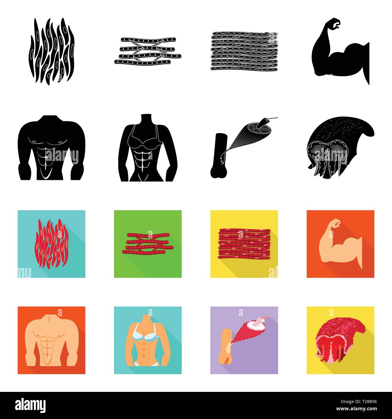 Vector illustration of fiber and muscular sign. Set of fiber and body ...