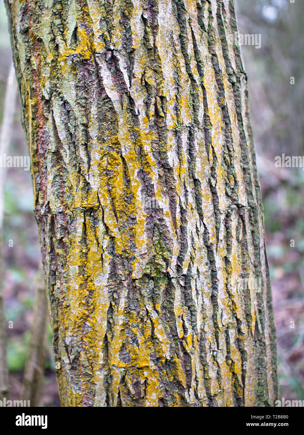 Crusty lichen hi-res stock photography and images - Alamy