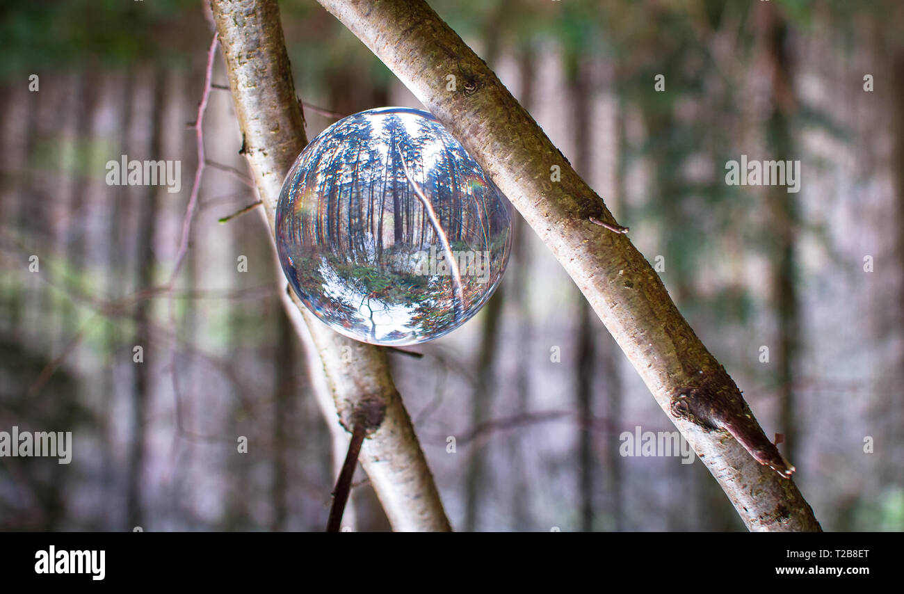 A glass ball rests between two branches and reflects the trees behind ...