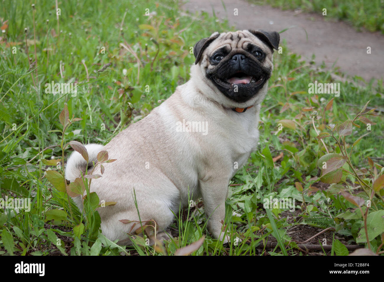 Chinese pug hi-res stock photography and images - Alamy