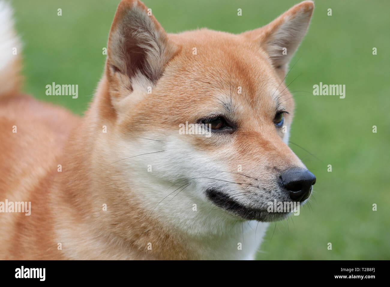 Cute red shiba inu close up. Pet animals. Purebred dog Stock Photo - Alamy