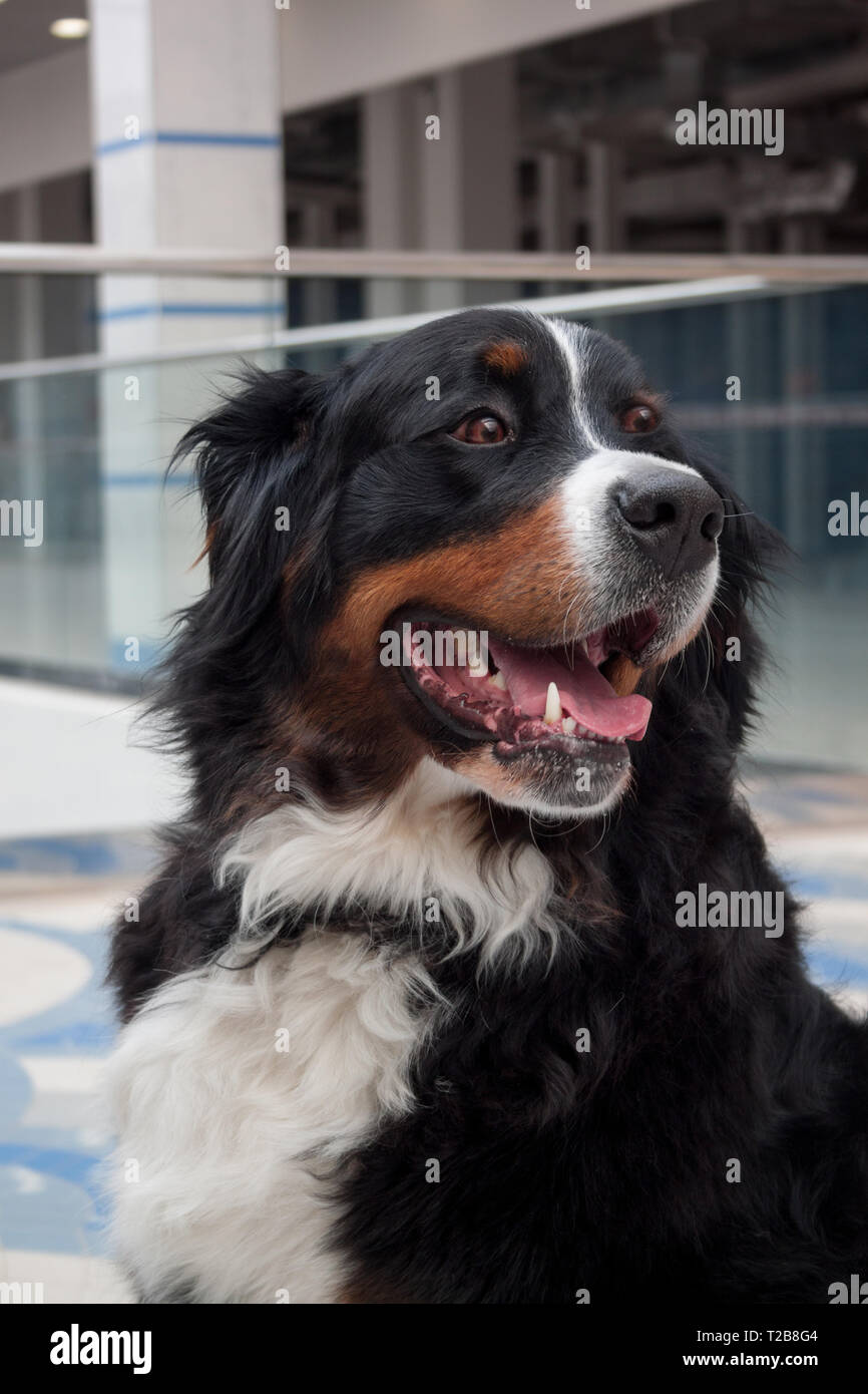 Cute bernese mountain dog puppy close up. Berner sennenhund or bernese ...