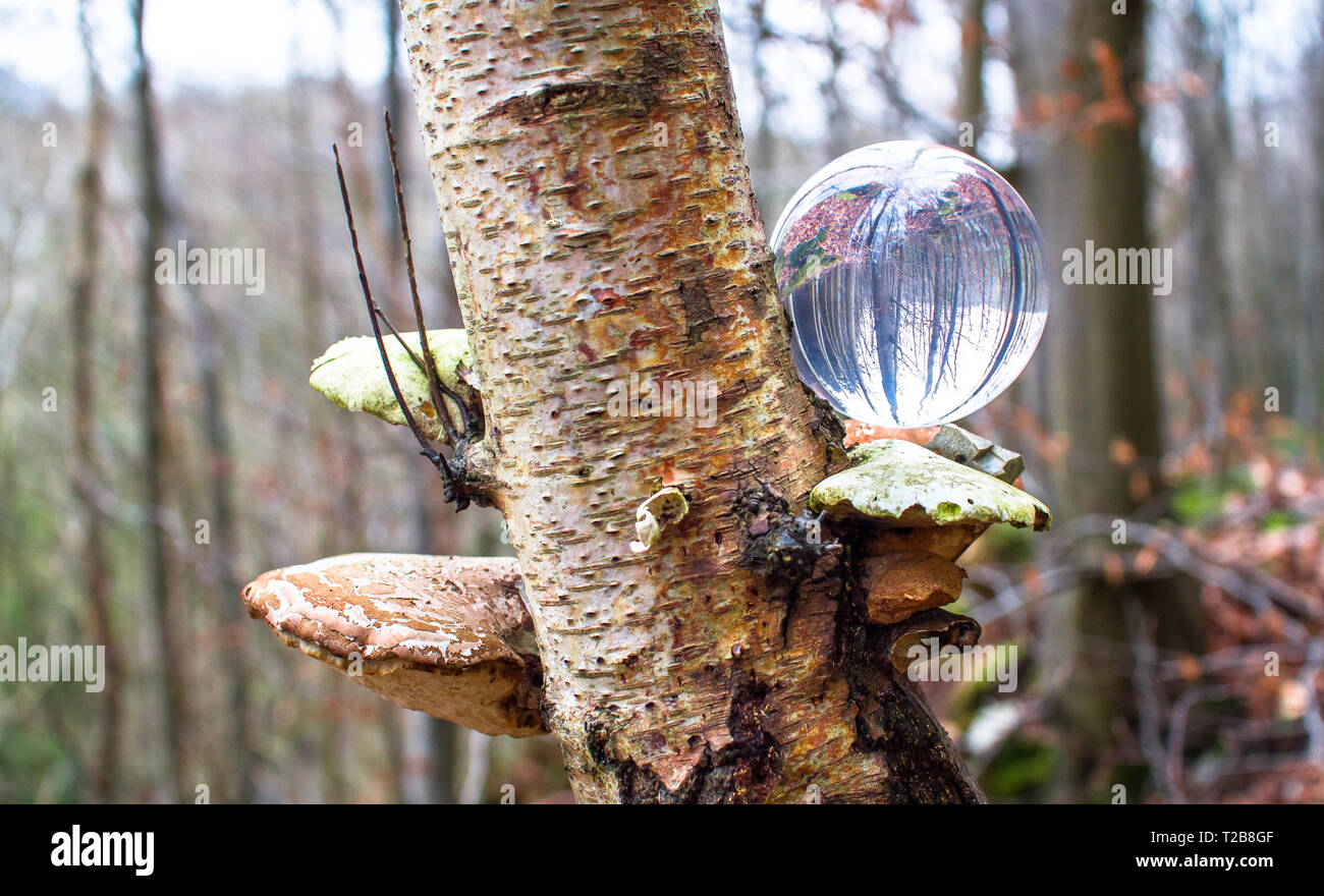 A glass ball rests on a shelf mushroom and reflects the trees behind it ...