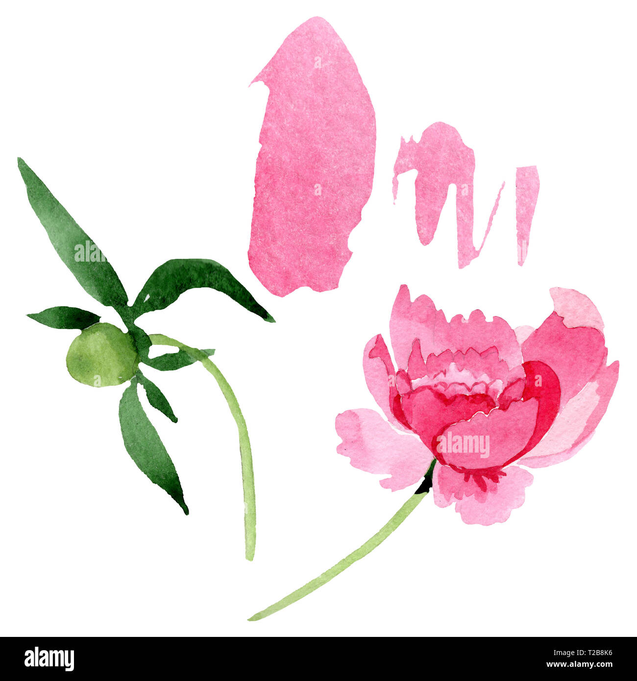 Pink peony floral botanical flowers. Watercolor background illustration ...