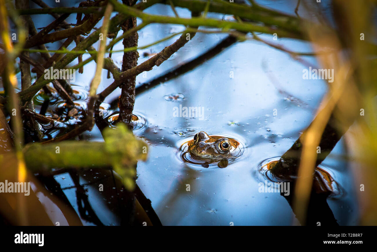 A European common frog (Rana temporaria) peeks out of the water in a ...