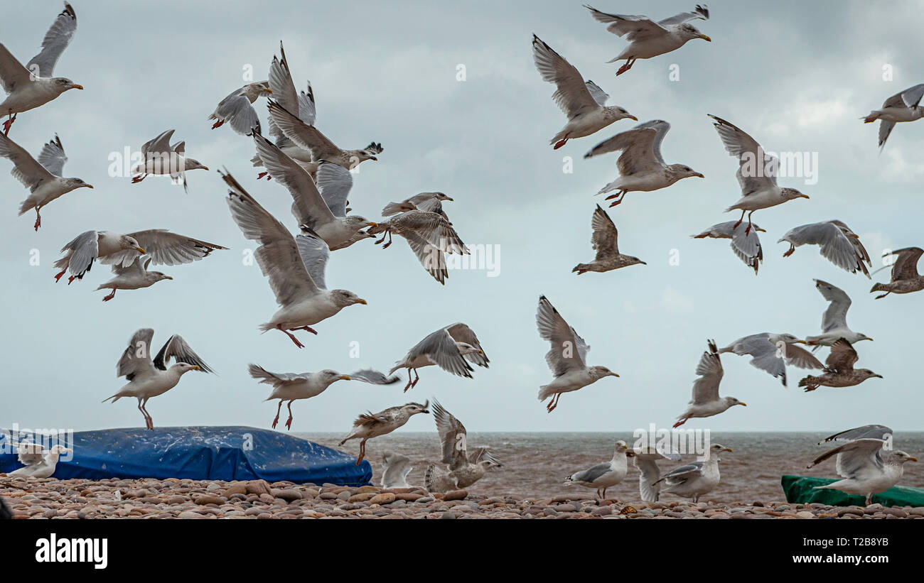 Flock gulls taking off in hi-res stock photography and images - Alamy