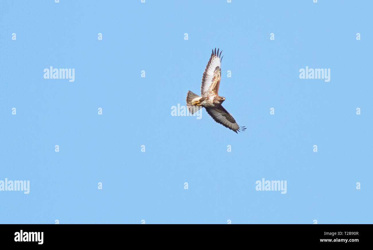A common buzzard (Buteo buteo) in flight at Wem Moss, Shropshire ...