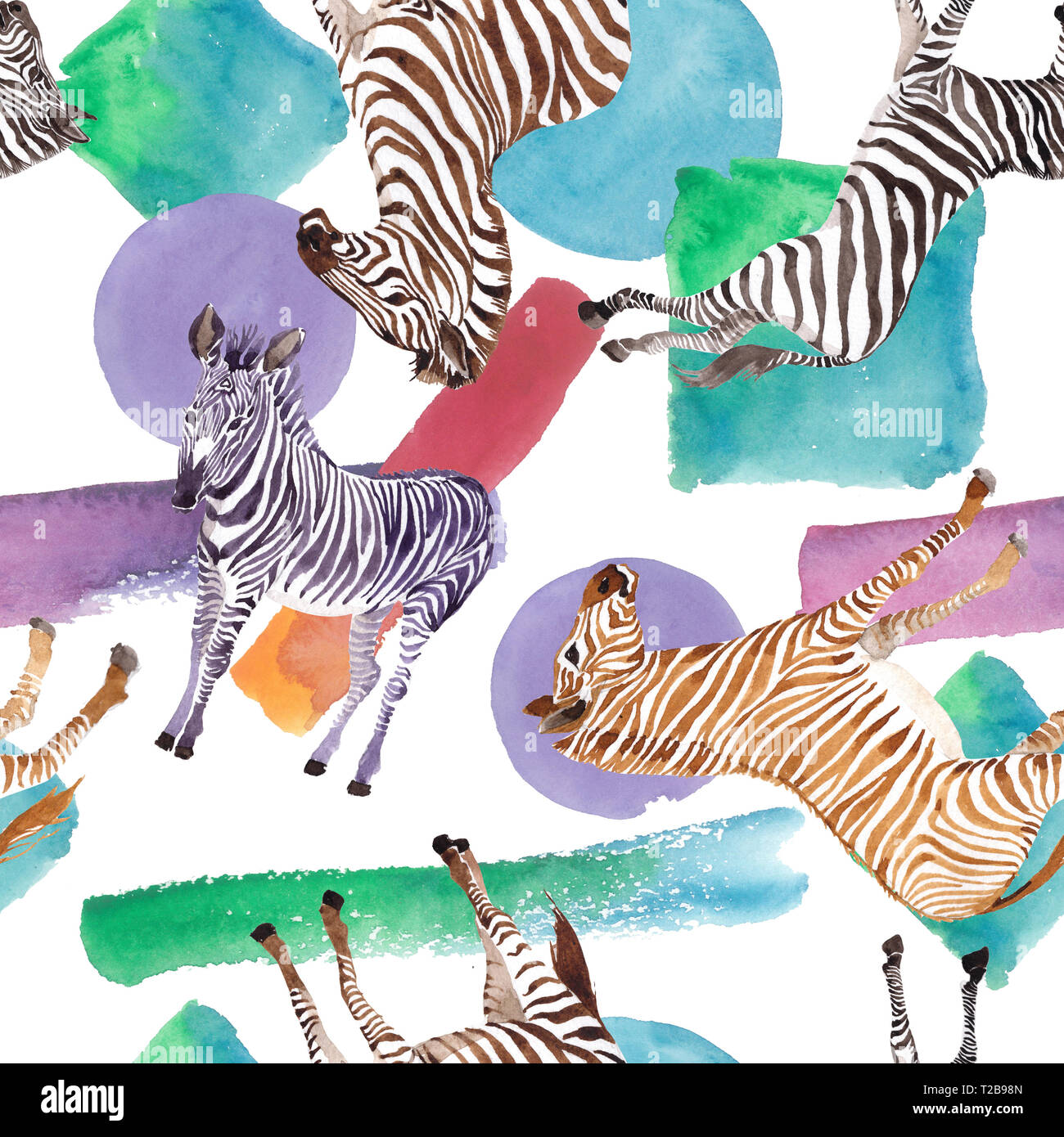 Exotic zebra wild animal in a watercolor style. Watercolor background ...