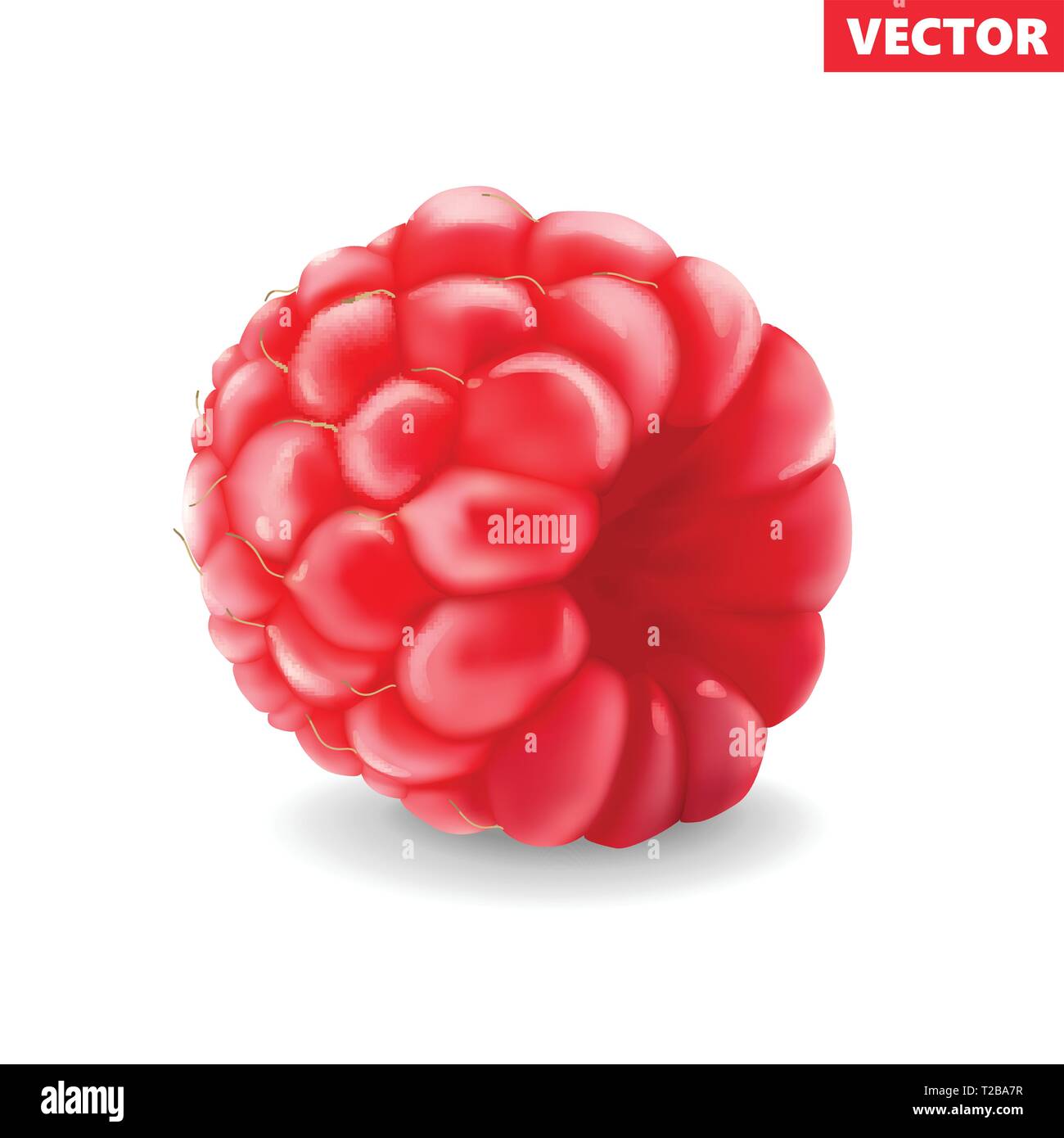 Raspberry. Sweet fruit. 3d vector icon. Realistic illustration Stock ...