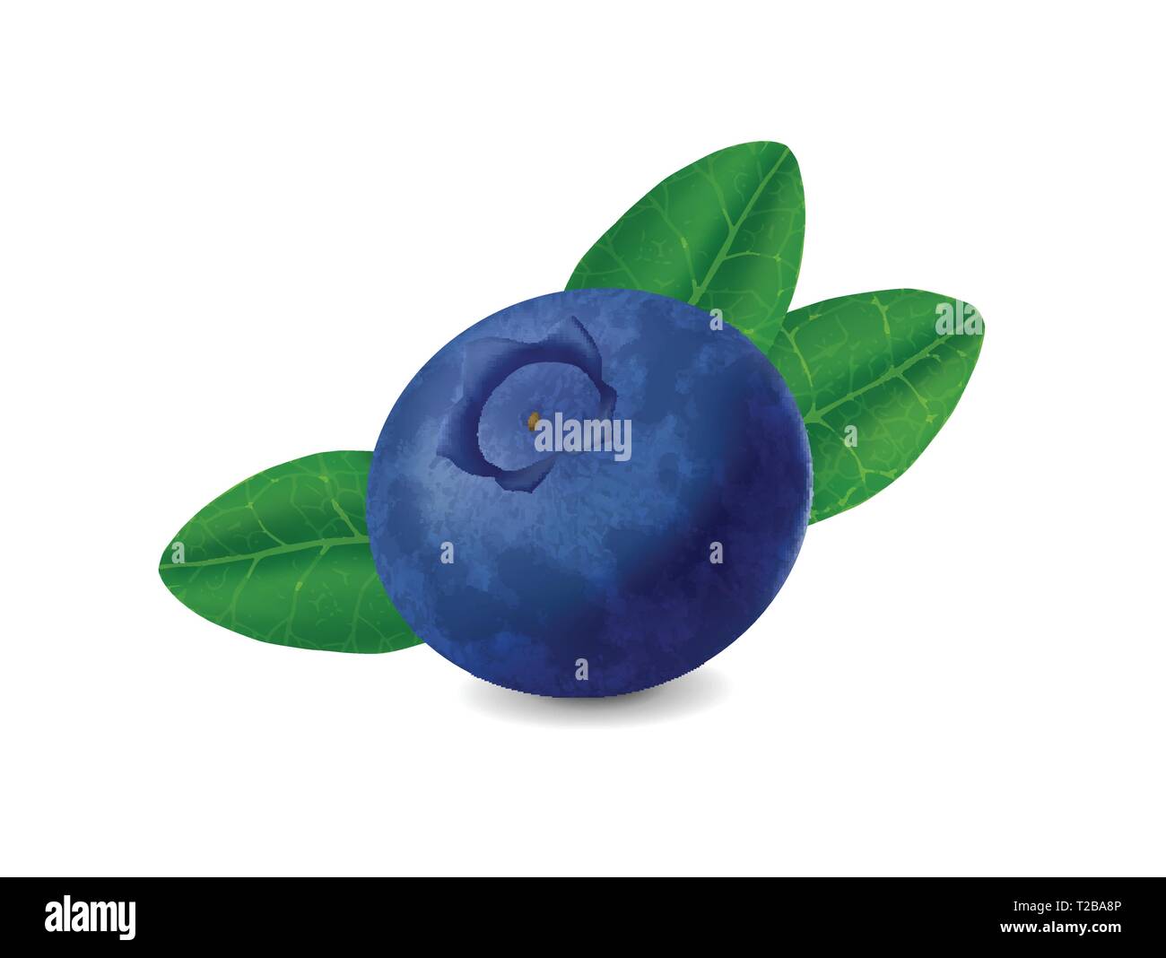 Blueberry isolated on white background. Realistic illustration Stock ...