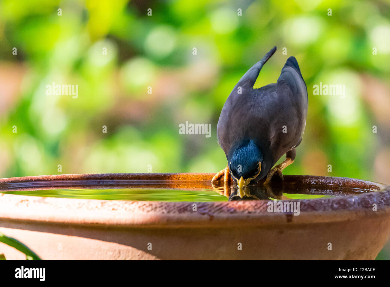 A Common myna drinking from on a bowl of water with blurry green ...