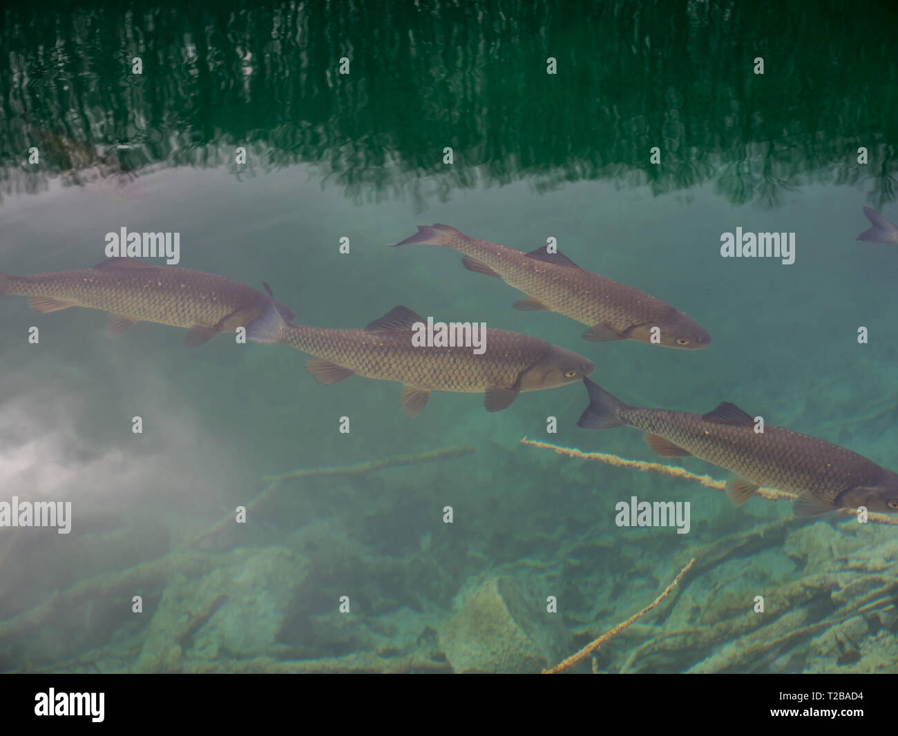 Underwater lake fish hi-res stock photography and images - Alamy