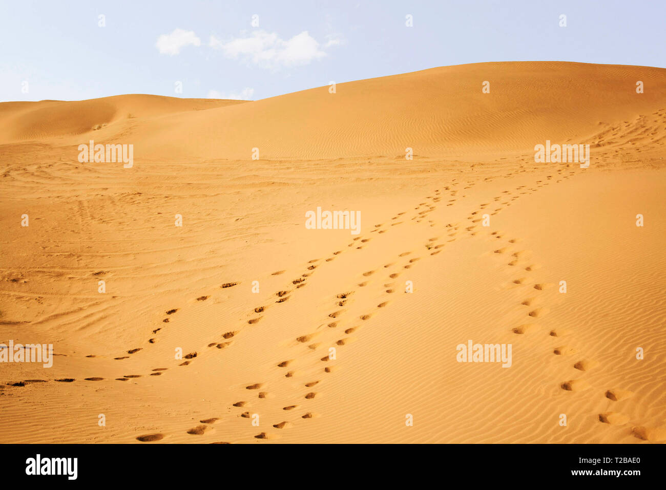 Sam Sand Dunes, Jaisalmer, Rajasthan, India Stock Photo - Alamy