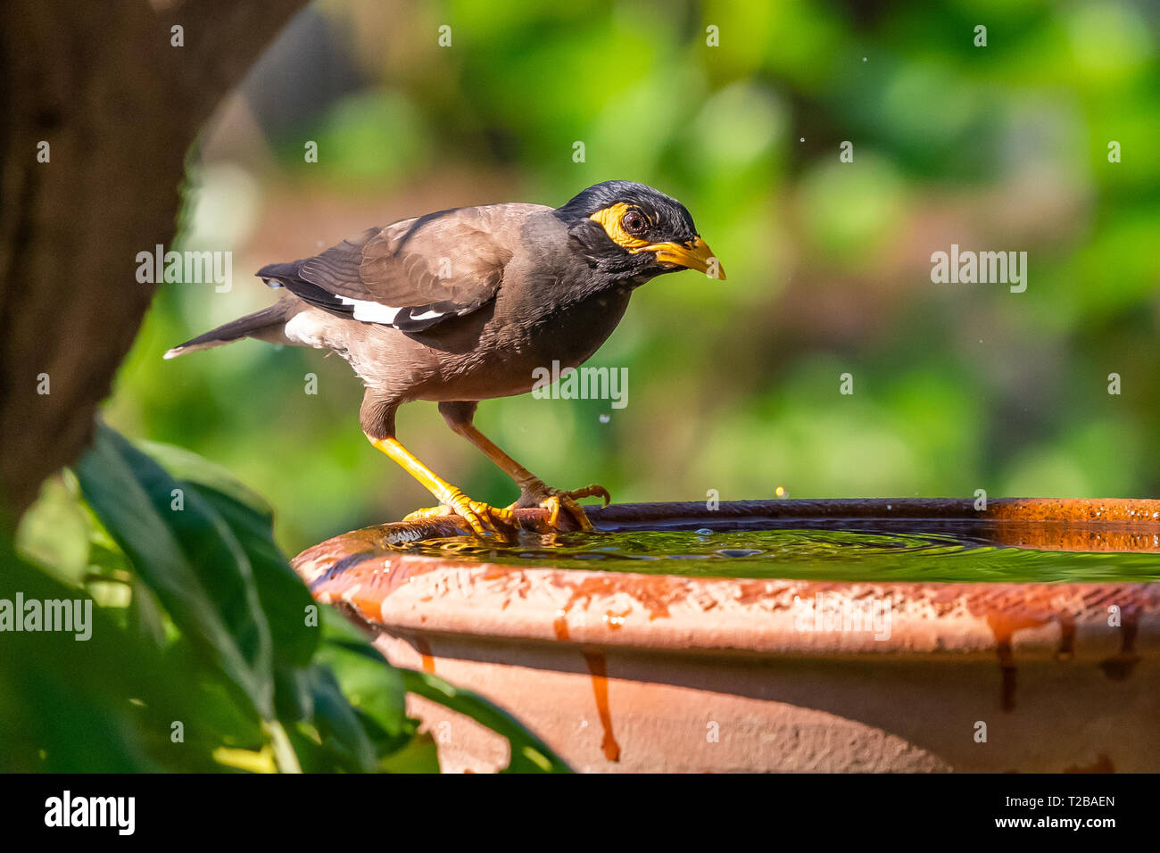 A Common myna perching on a bowl of water with blurry green background ...