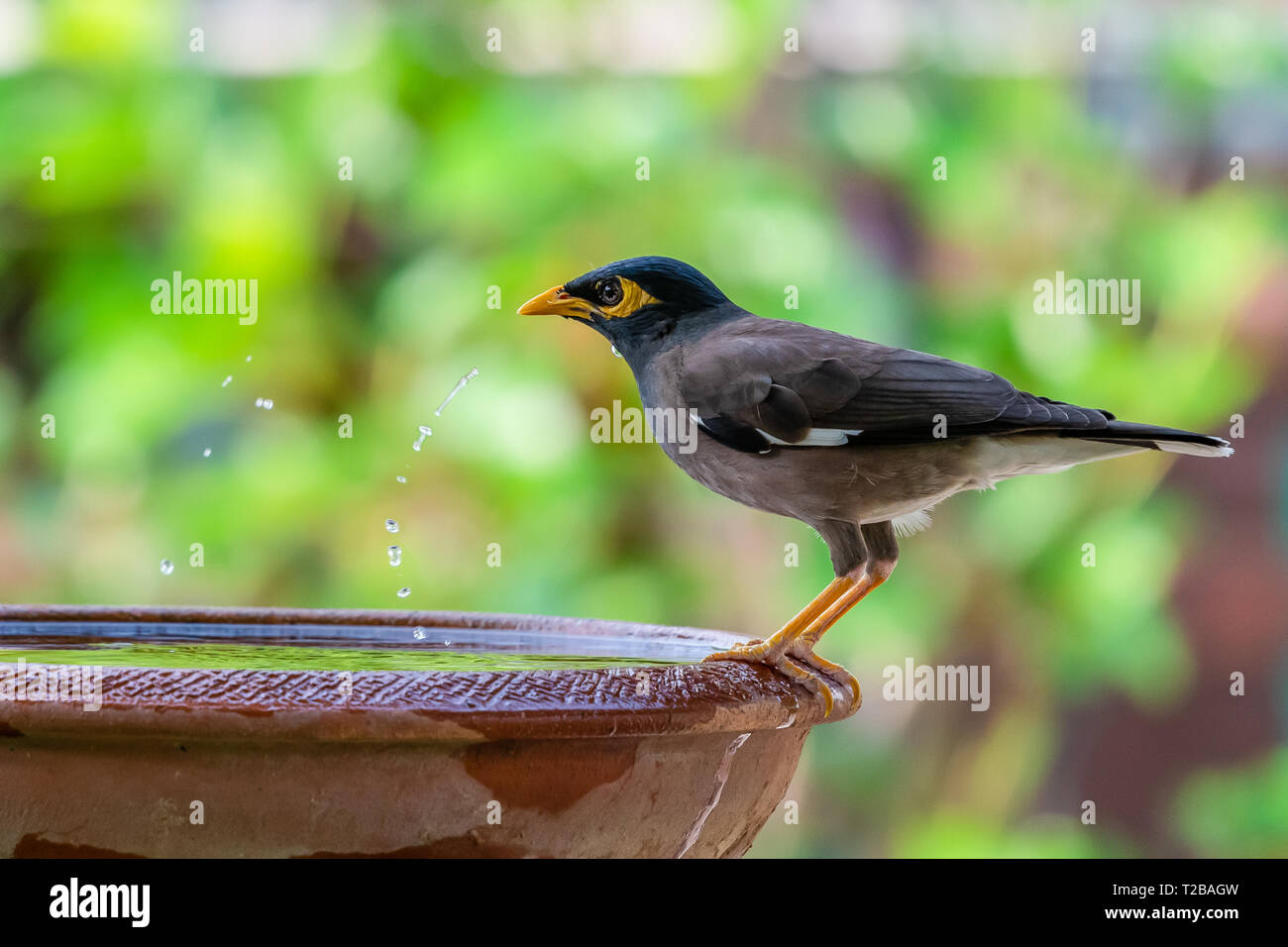 A Common myna spitting out water while perching on a bowl of water ...