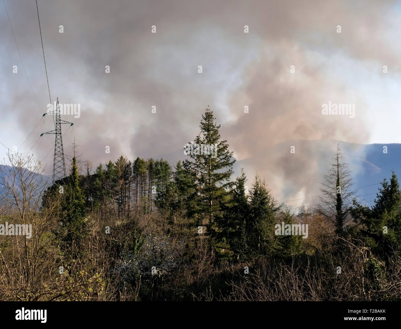 Forest, woodland countryside on fire, Italy. Smokes billows out over ...