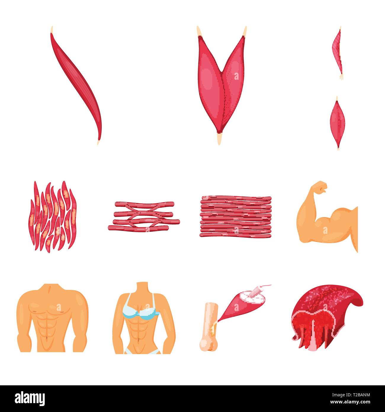 Smooth muscle cell arm Stock Vector Images - Alamy