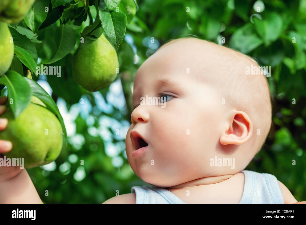Cute caucasian baby boy picking up fresh ripe green pear from tree in ...