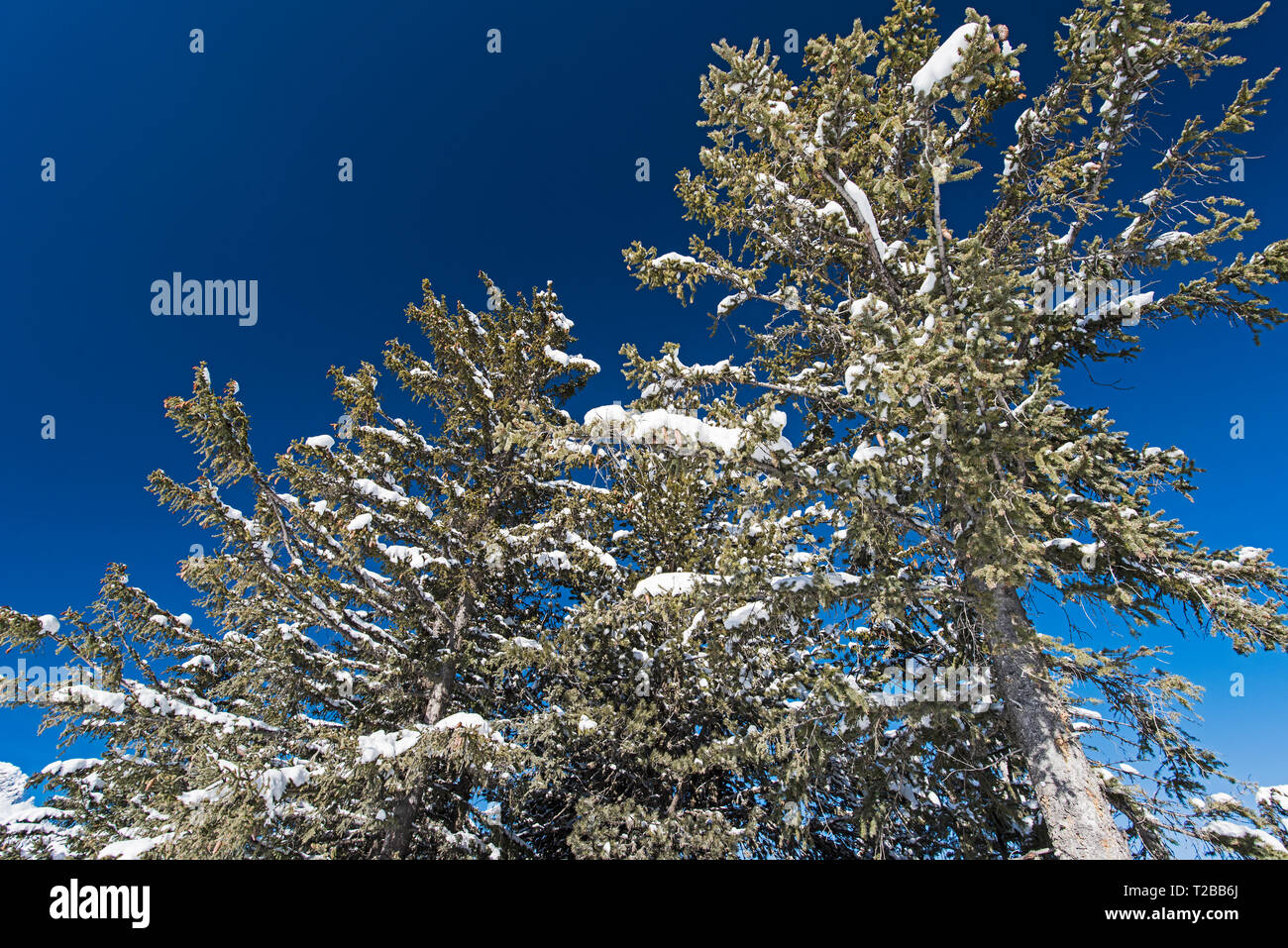 Conifer tree evergreen snow hi-res stock photography and images - Alamy
