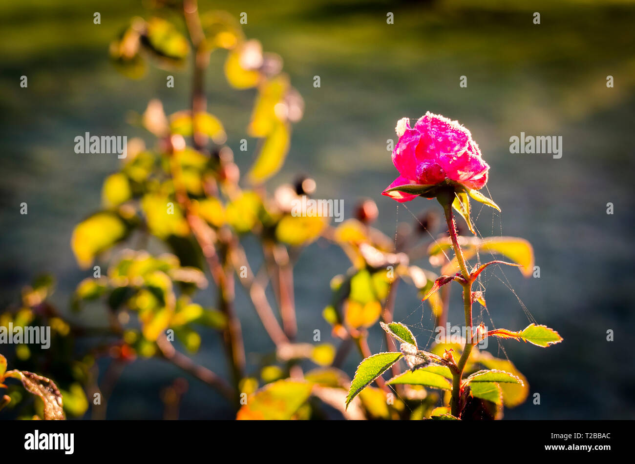 A frosted lone pink rose flower in bloom in mid-winter in UK Stock ...